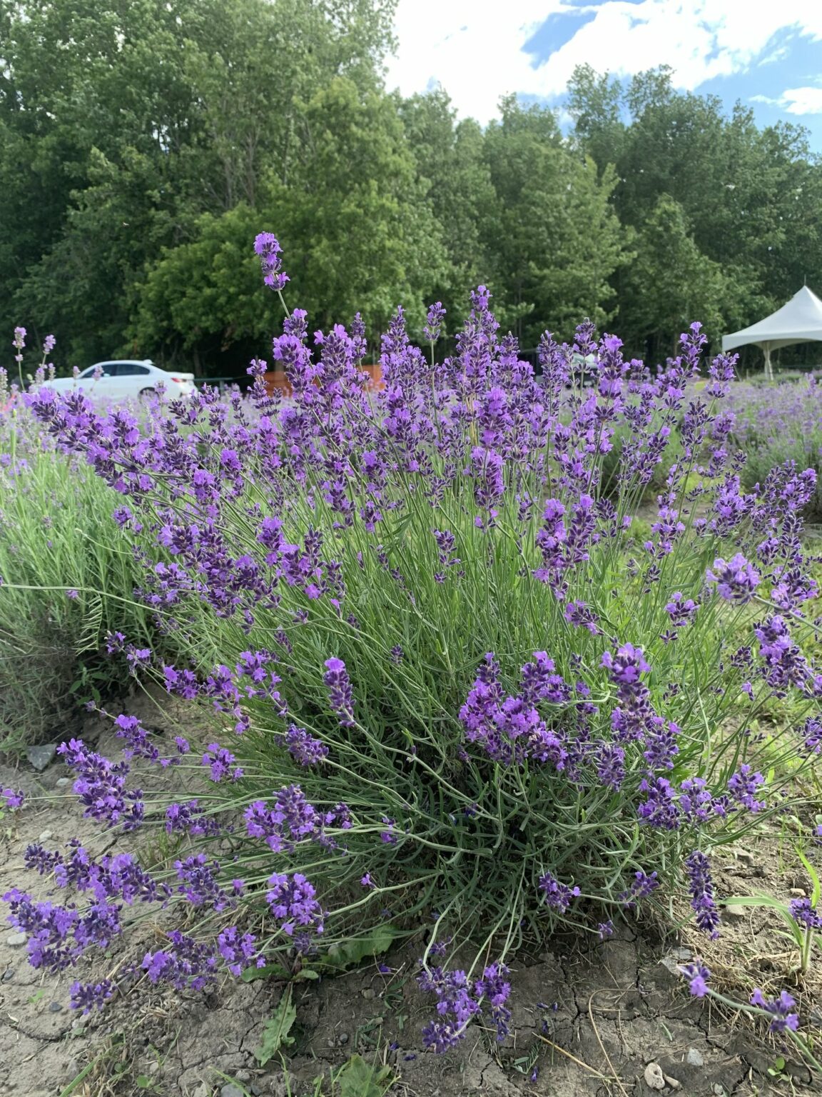 Les Jardins Écologistes Grégoire – Lavander Farm Ottawa