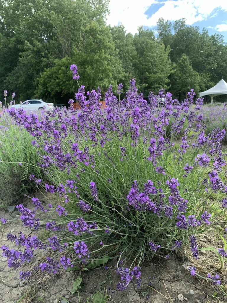 Les Jardins Écologistes Grégoire – Lavander Farm Ottawa